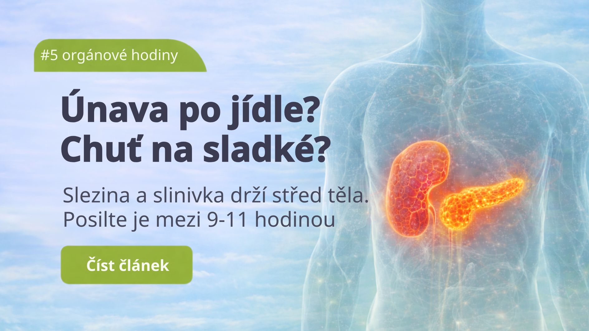 Slezina a slinivka – Základ zdraví, imunity a rovnováhy těla
